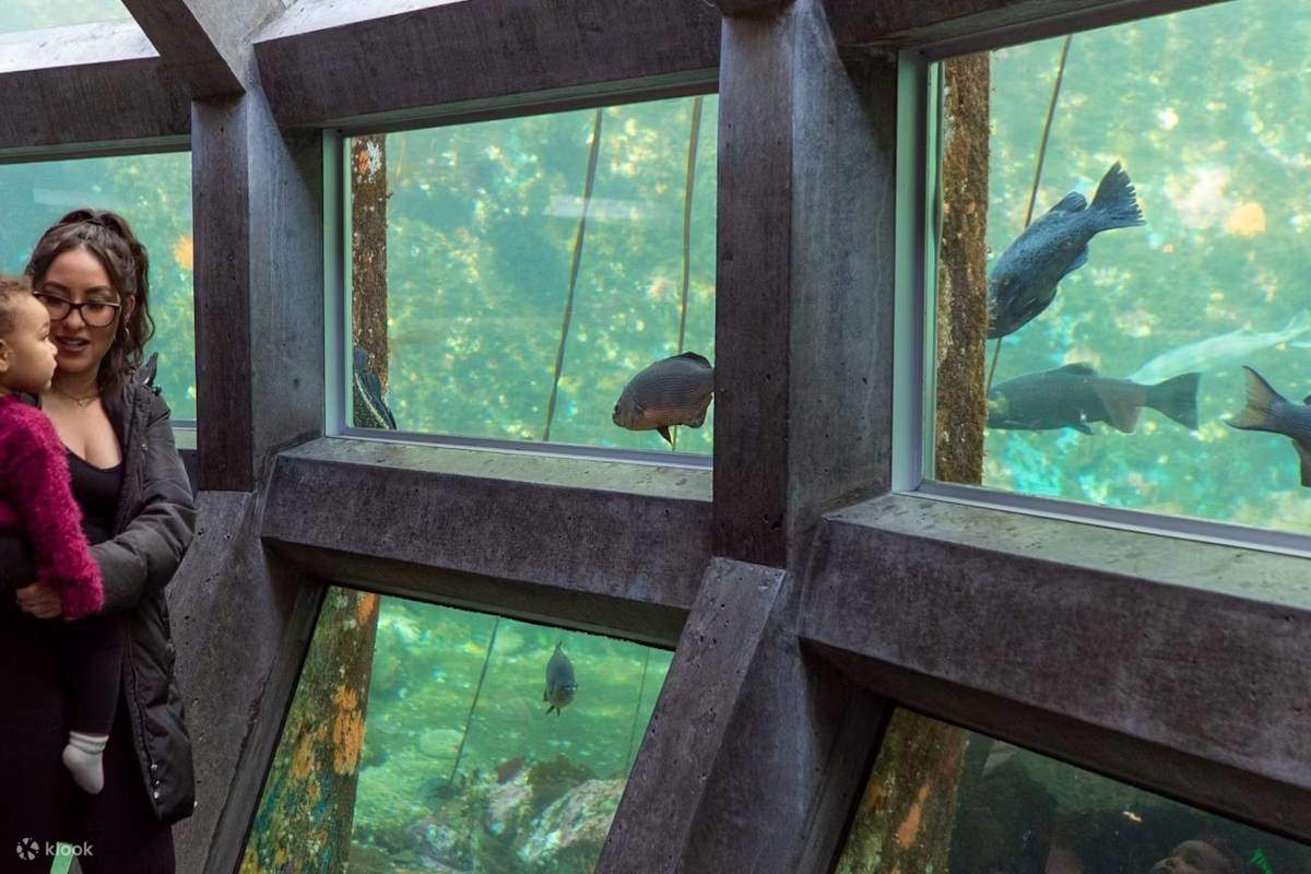The Seattle Aquarium Entry Ticket - Klook
