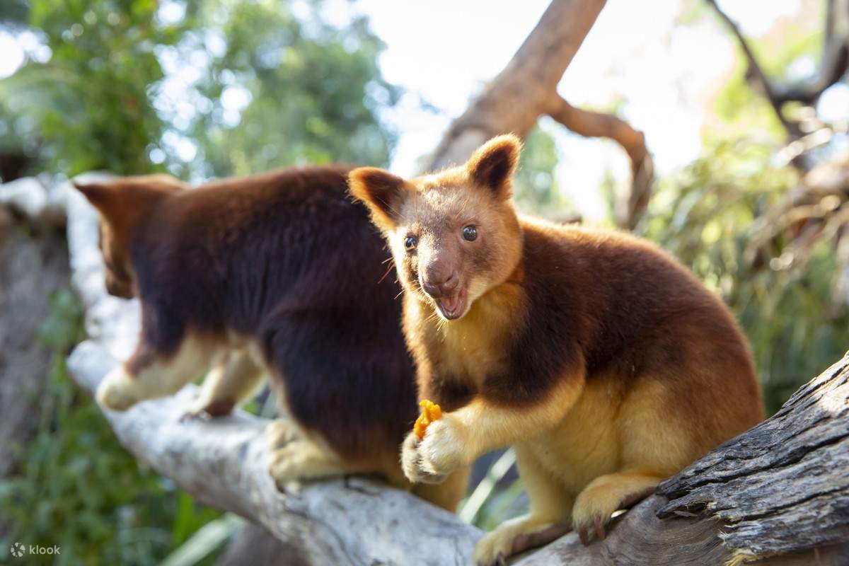 Healesville Sanctuary VIP Tour including General Admission - Klook ...