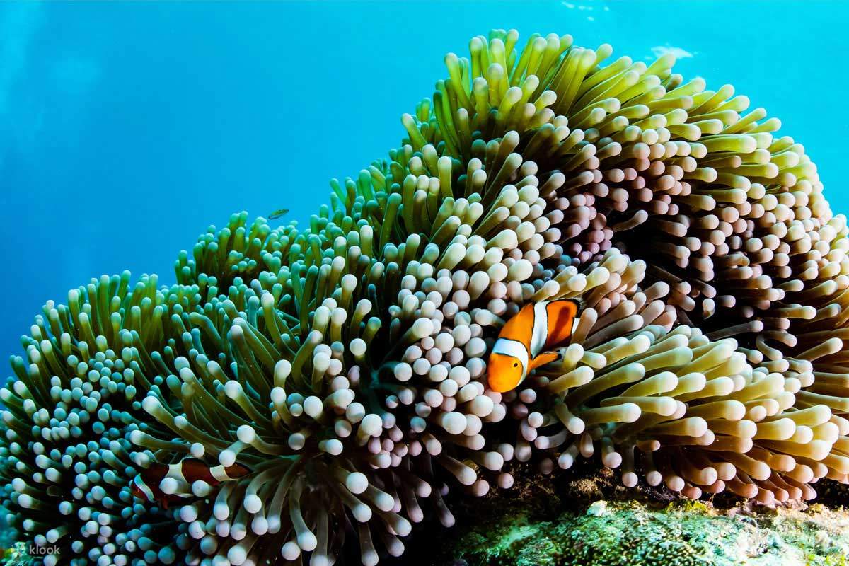 Sapi Island Scuba Diving Adventure in Kota Kinabalu, Sabah - Klook Hong ...