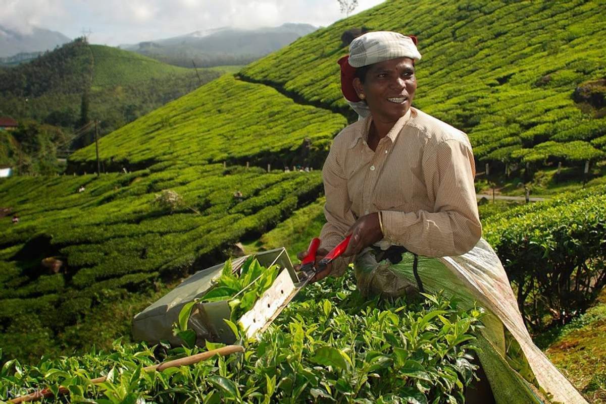 [SALE] Munnar Tea Plantation Walking Tour - Ticket KD