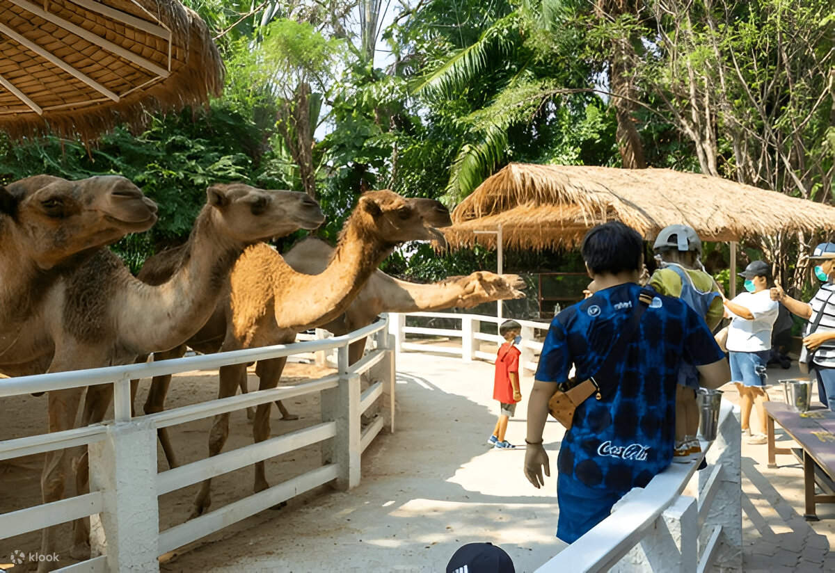 Safari World, Marine Park & Chocolate Ville Day Tour - Klook Philippines