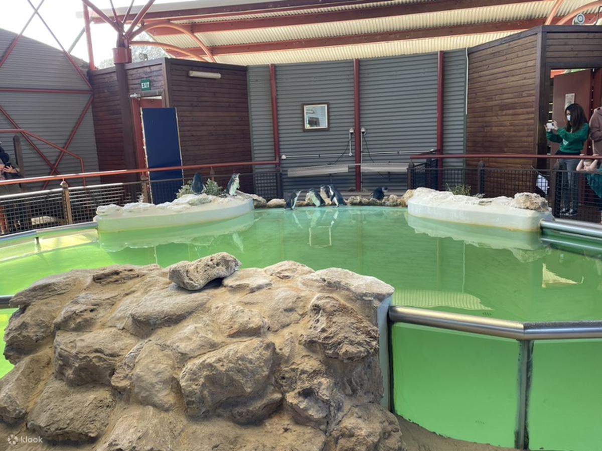 Dolphin, Penguin And Sea Lion Cruise In Rockingham, Perth - Klook