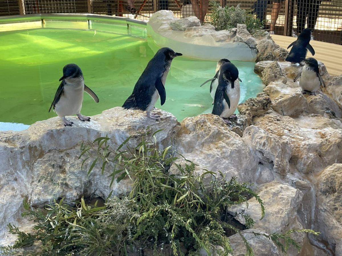 Pelayaran Dolphin, Penguin dan Singa Laut Di Rockingham, Perth - Klook ...