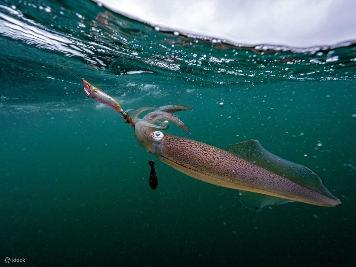 Memancing Cumi-cumi Malam & Buruan Kecil di Pulau Pribadi Maiton Phuket ...