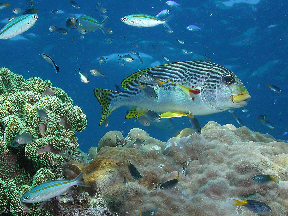Green Island & Norman Reef Scenic Helicopter Flight and Cruise Day Tour ...