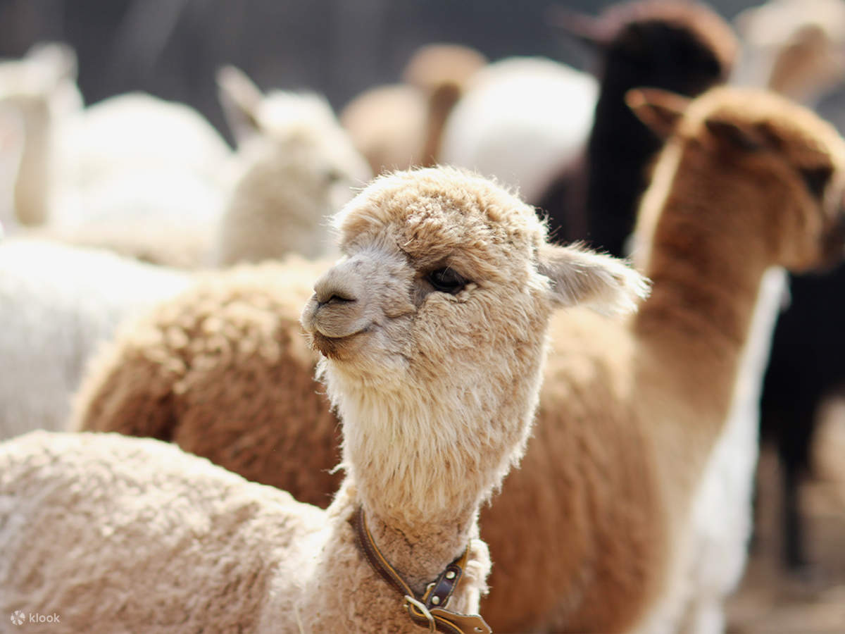 Alpaca World Ticket in Hongcheon, Gangwon-do - Klook Philippines