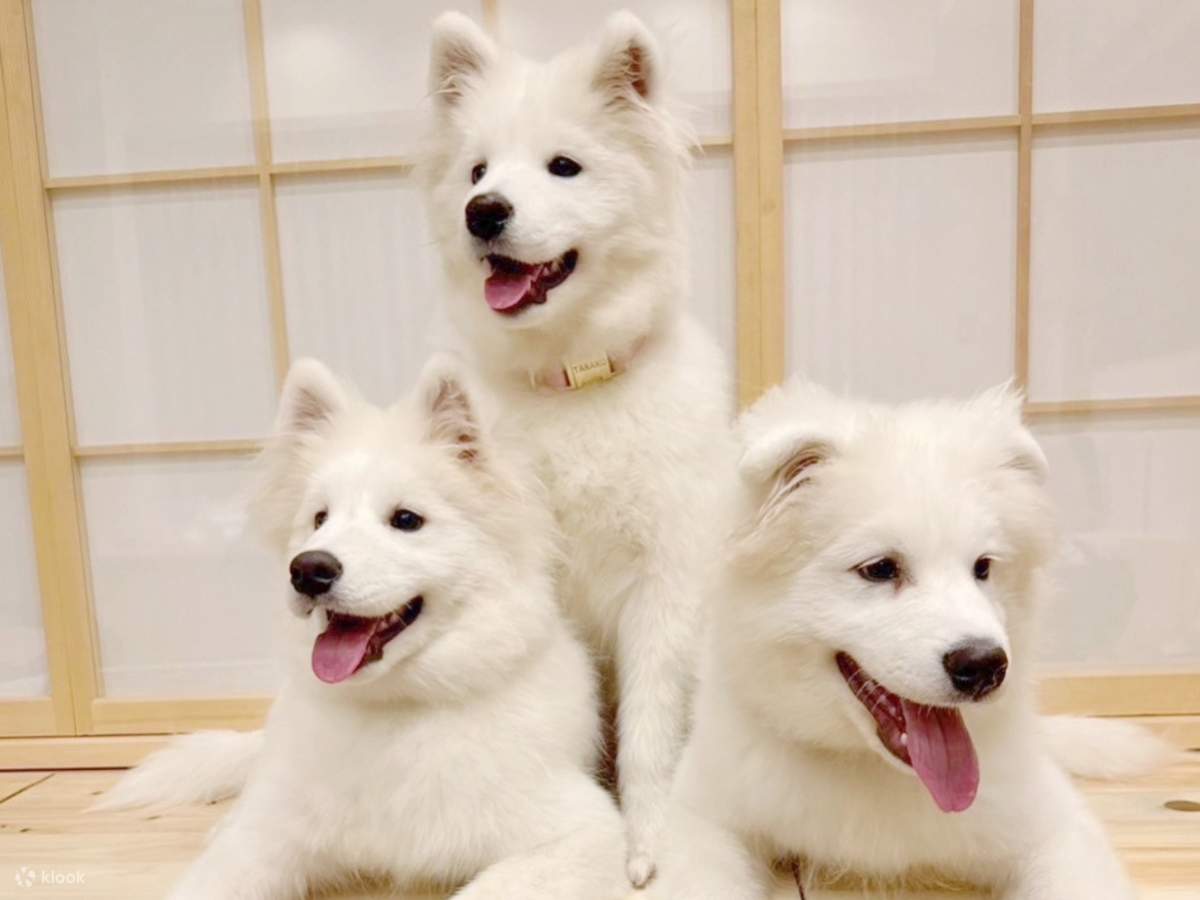 Pengalaman Samoyed: Bertemu Dekat dan Personal di Harajuku - Klook ...