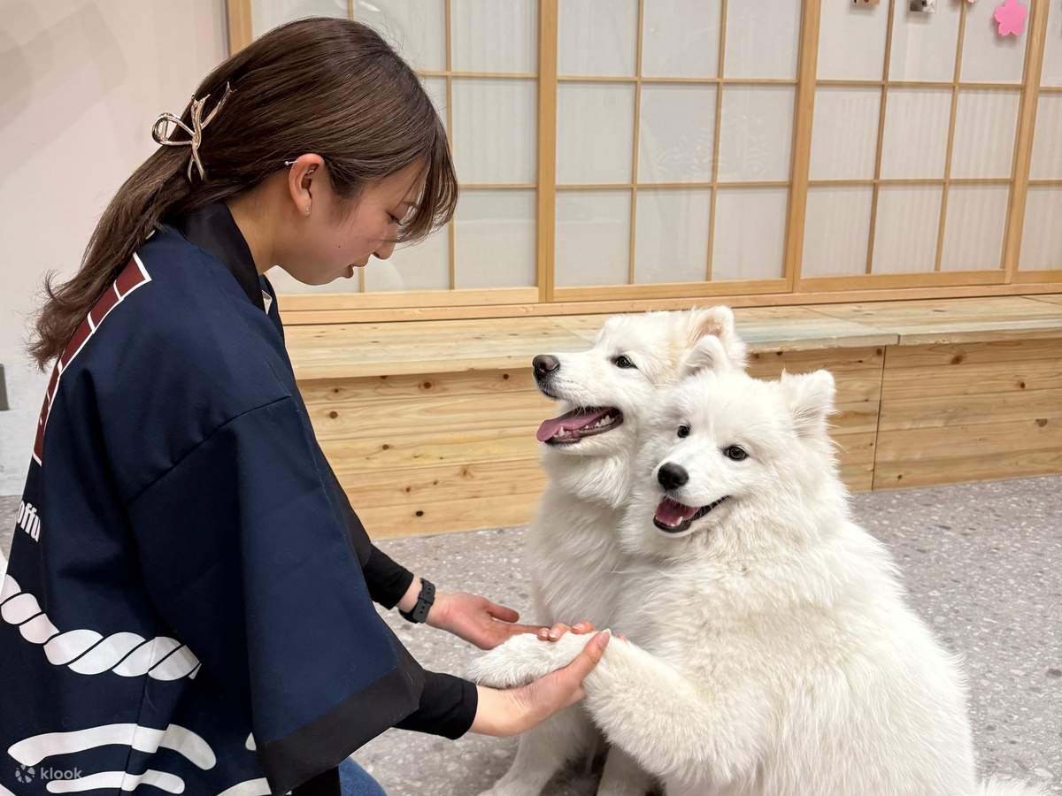 difference between husky and samoyed