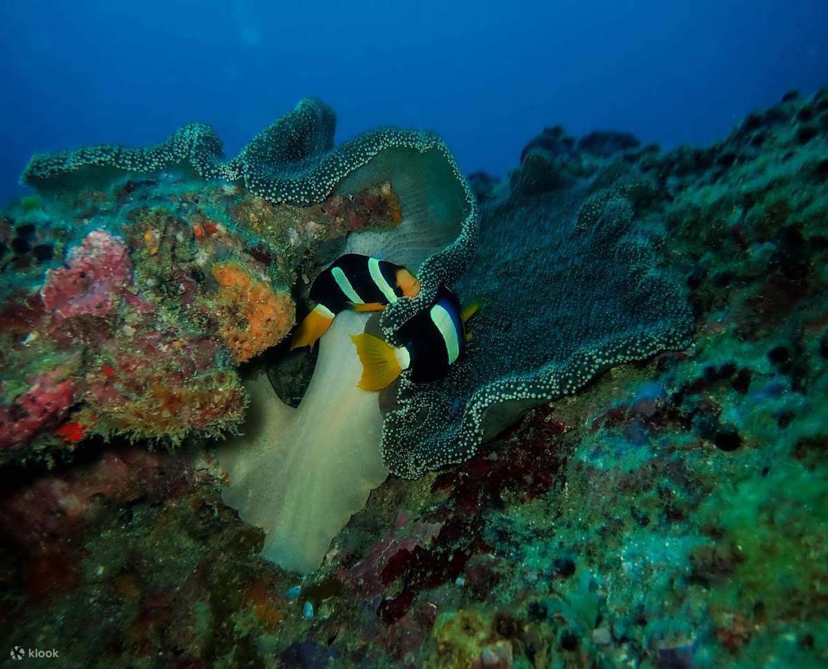 Create Unforgettable Memories with a Half Day Dive in Phi Phi Island at ...