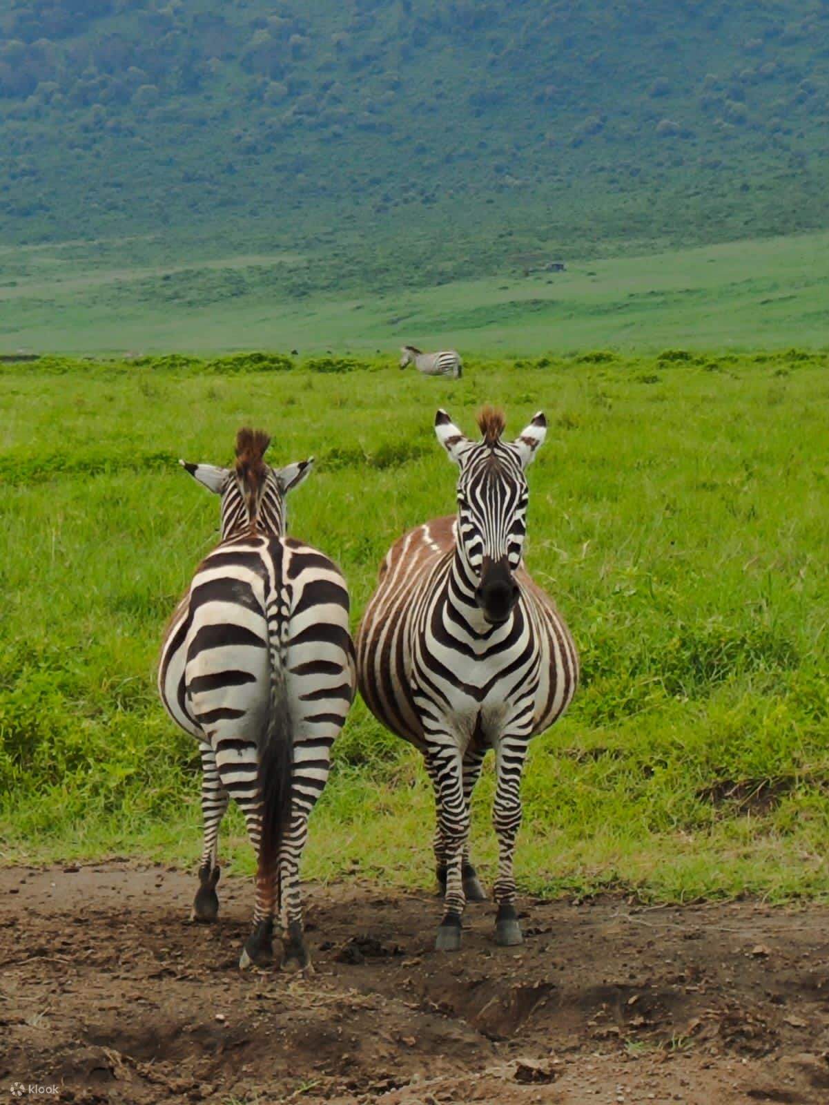 Unforgettable Crescent Island Walking Safari Naivasha - Klook