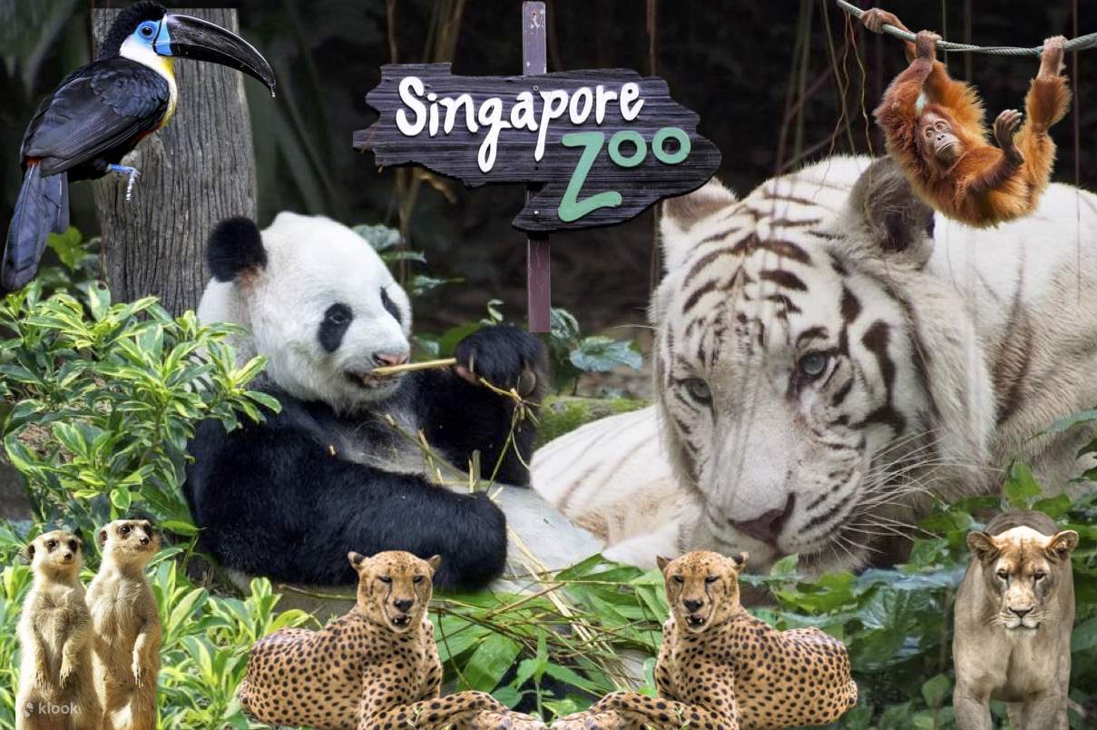 Singapore Shared Attractions Transfer - Klook
