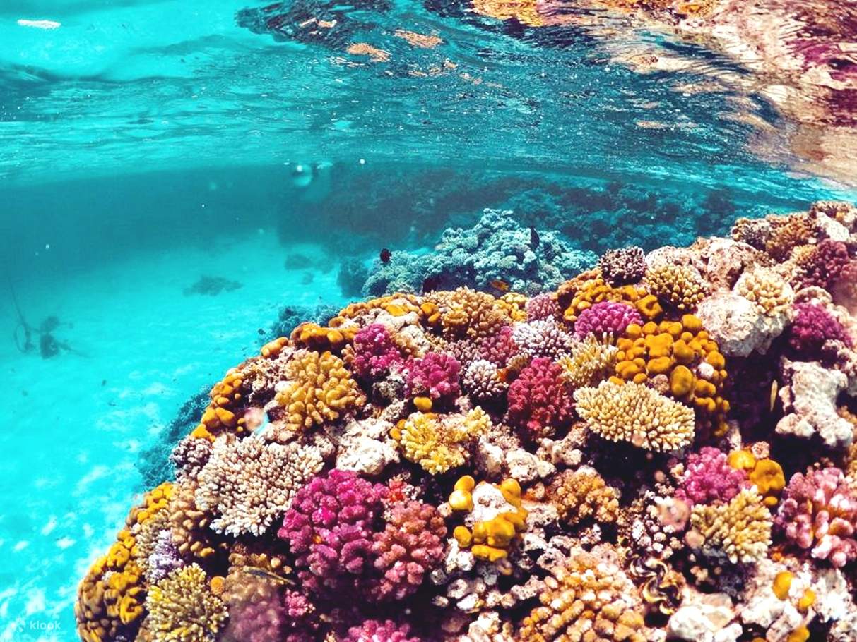 Explore the Underwater Wonders of Hurghada: Diving & Snorkeling at ...