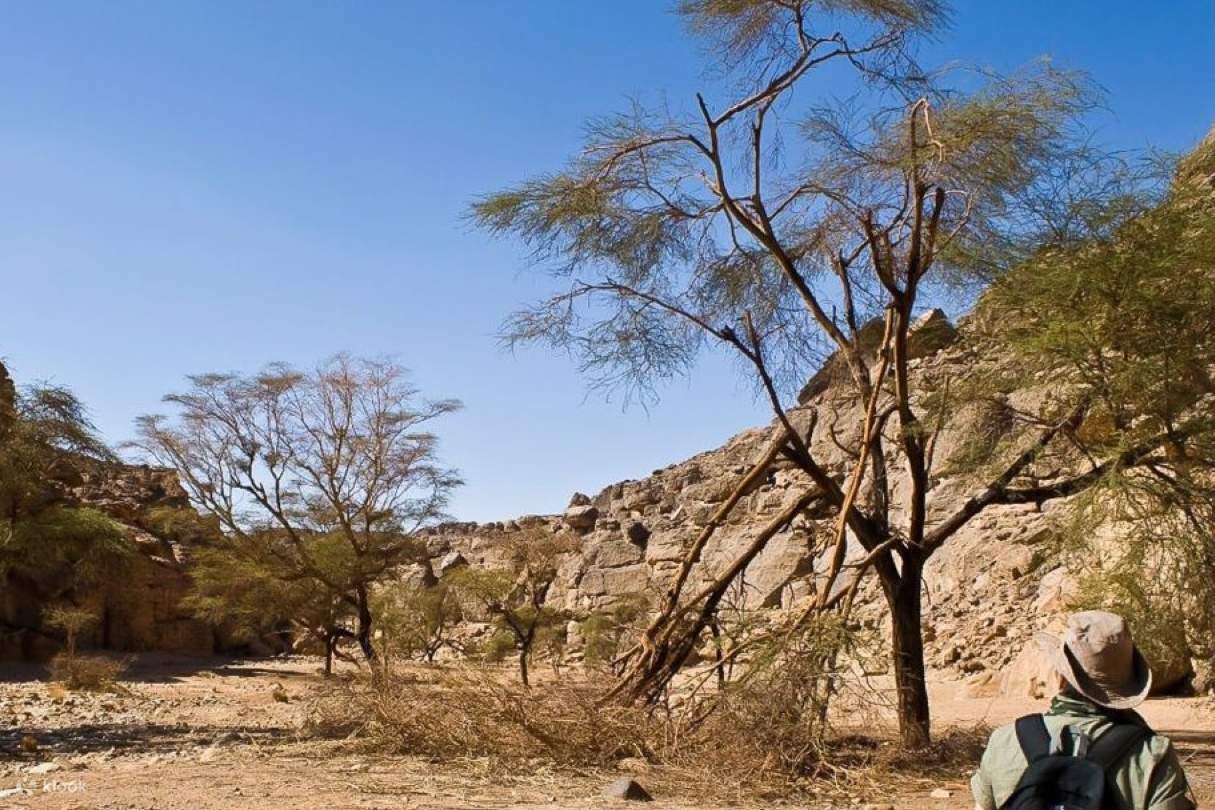 ATV Gurun Sinai, Naik Unta, dan Tur Pertunjukan dari Sharm El Sheikh ...
