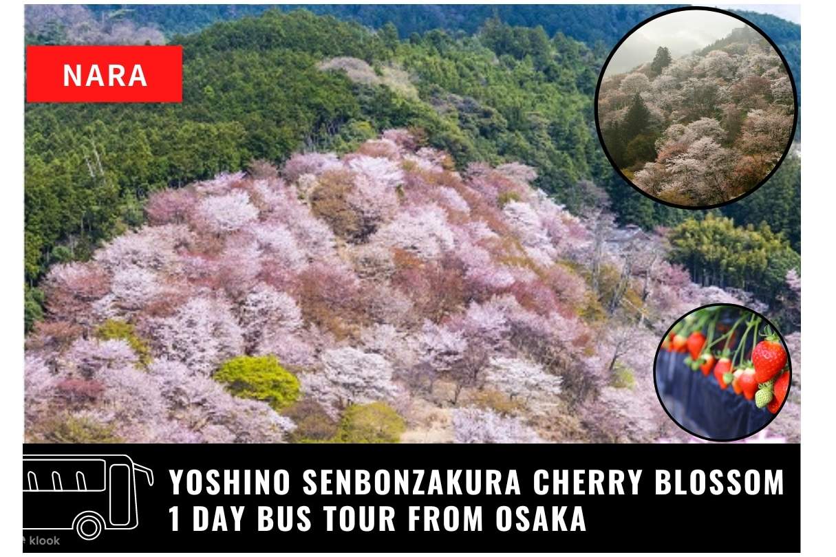 Asuka Strawberry Picking Park and Mount Yoshino Join In Bus Tour with ...