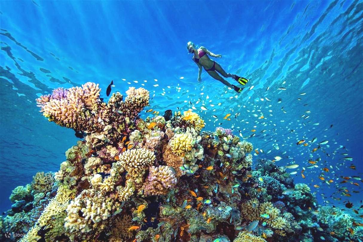 Explore the Red Sea: Dolphin Watching Boat Tour with Snorkeling & Lunch ...