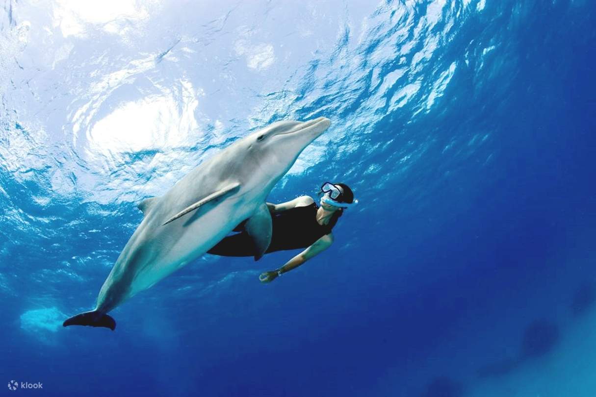 Terokai Laut Merah: Lawatan Bot Menonton Dolphin dengan Snorkeling ...