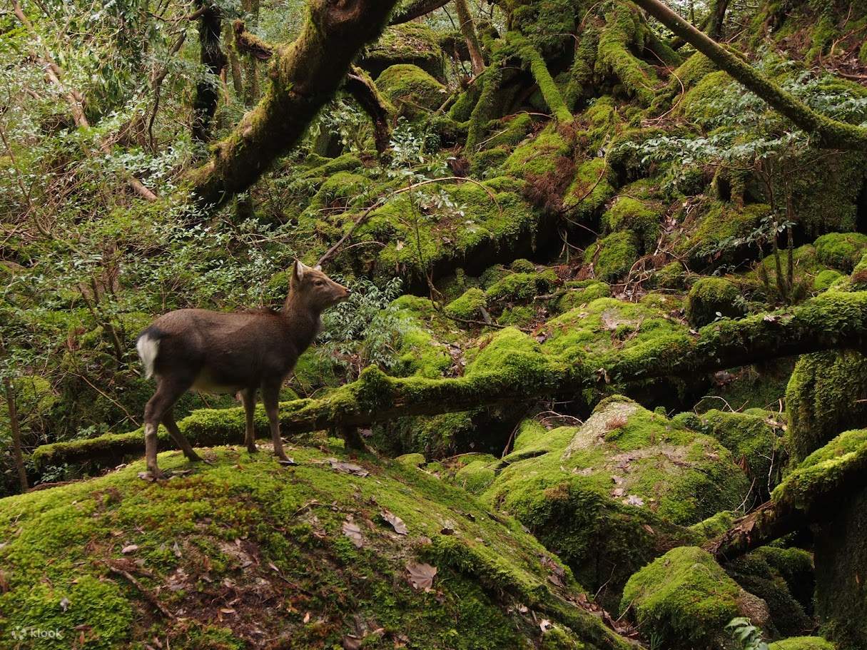 Yakushima Hiking Tour Klook tats Unis yakushima-hiking-tour-klook-tats-unis