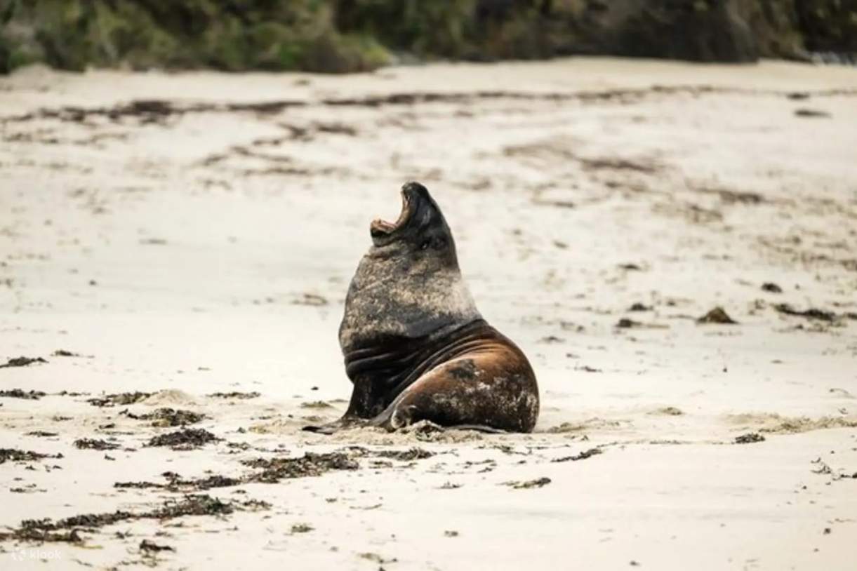 Stewart Island Wilderness Walk Tour - Klook