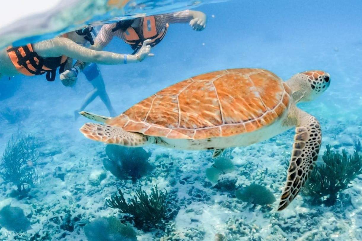 Turtle Snorkeling and Cenote Zipline Rappel Adventure in Cancun - Klook ...