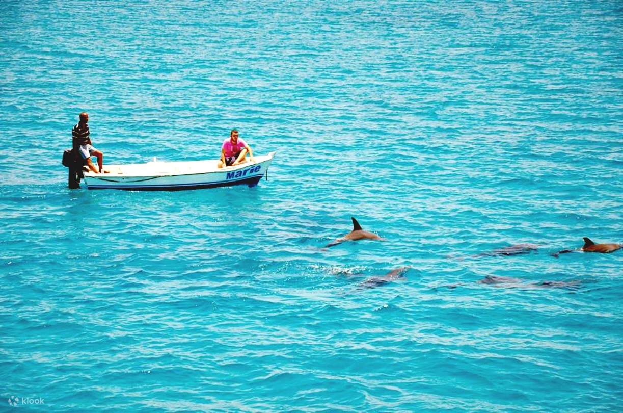 Explore the Red Sea: Dolphin Watching Boat Tour with Snorkeling & Lunch ...