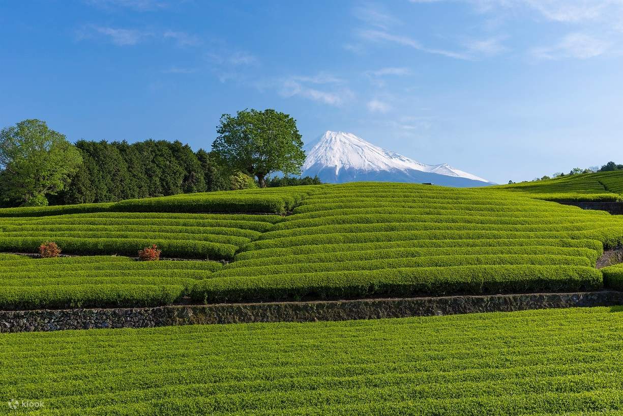Fuji Safari Park Day Tour with Animal Feeding Experience from Nagoya ...