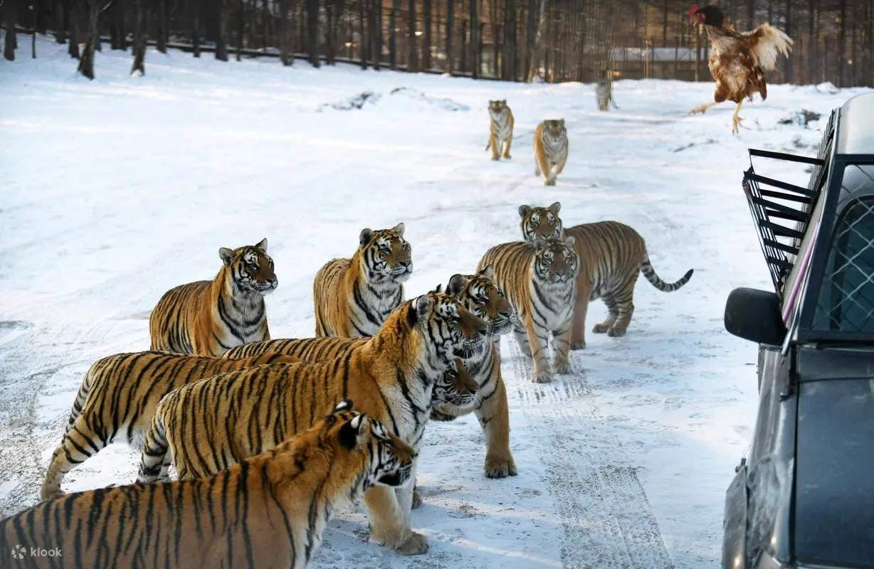 Harbin Siberian Tiger Park & Volga Manor Private Guided Day Tour ...