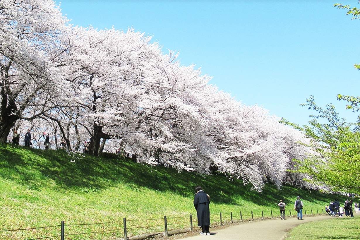 Sakura Season Limited - Saitama Day Tour: Saketegondo Park, Kawagoe ...