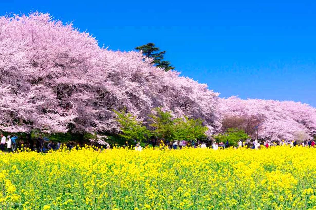 Sakura Season Limited - Saitama Day Tour: Saketegondo Park, Kawagoe ...