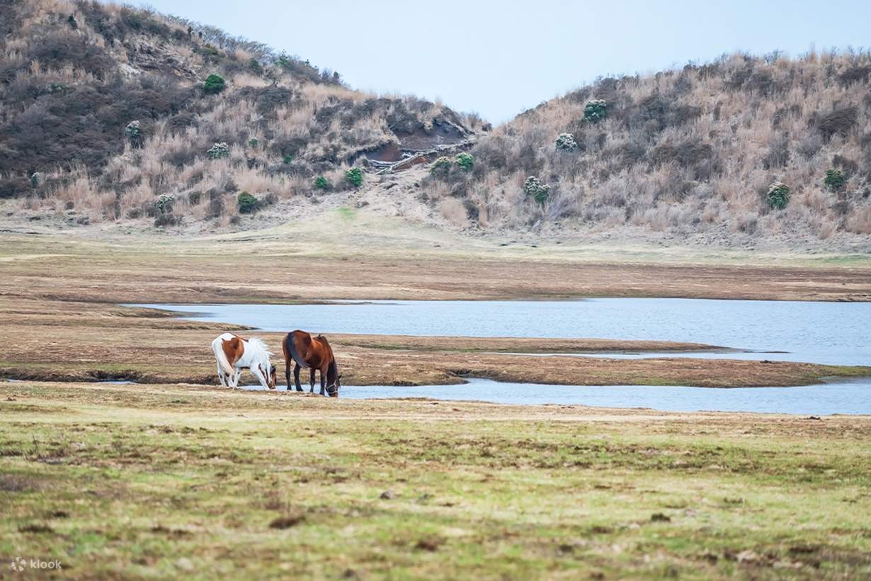 Kyushu | Kumamoto Castle & Kusasenri & Mount Aso Crater & Aso Boy Sightseeing Train | Departure ...
