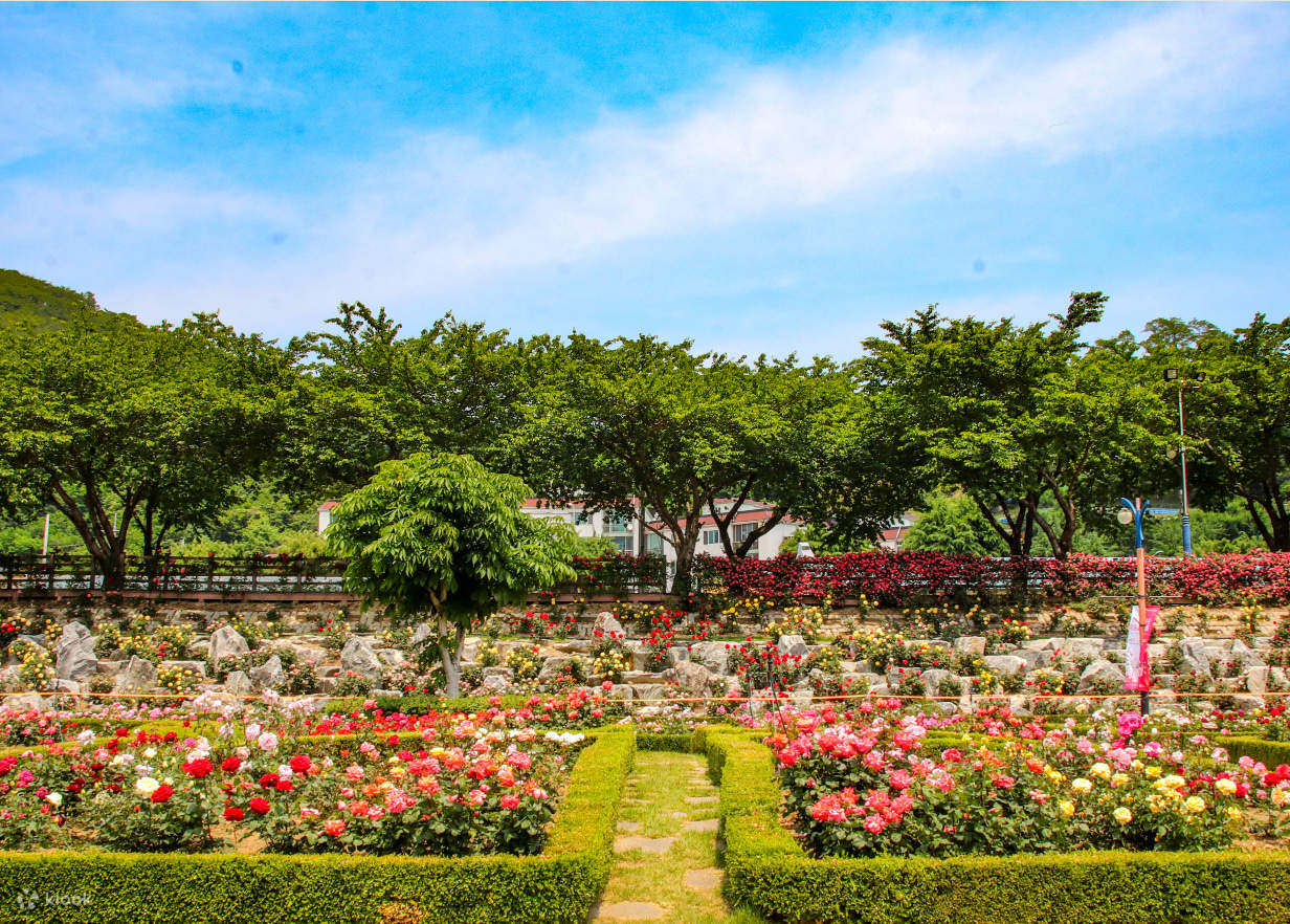 Samcheok Maengbang Canola Flower&Ocean rail bike+Donghae Day Tour - Klook