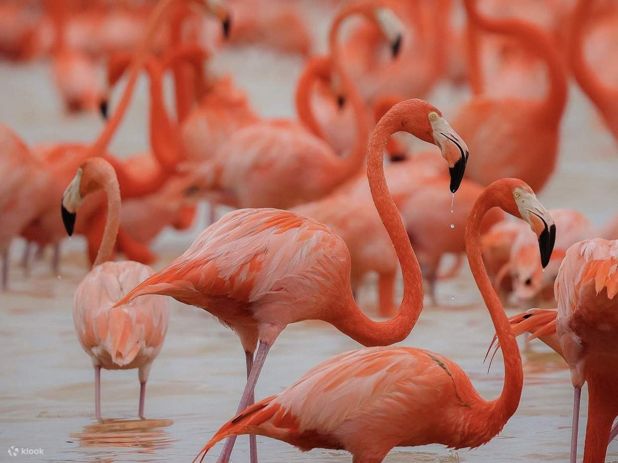Mangroves & Magic A Celestun Eco Tour from Merida - Klook