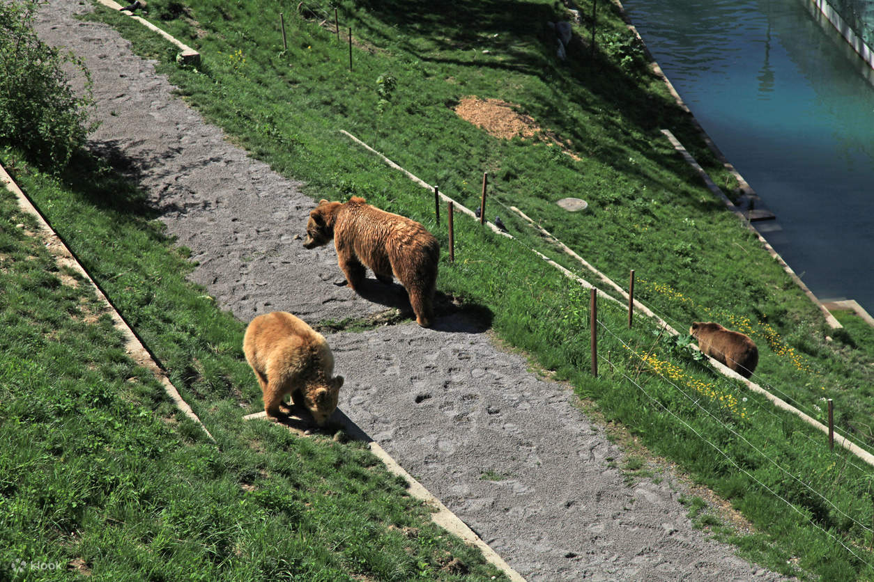 Discover the Highlights of Bern: Walking Tour of the City's Top ...