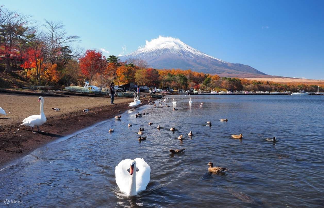 Mount Fuji, Owakudani, and Hakone Join In Bus Tour with Cherry Blossom ...