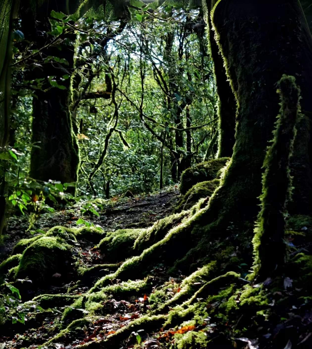3 days and 2 nights in Ailao Mountain, Kunming, Yunnan (Magnificent ...
