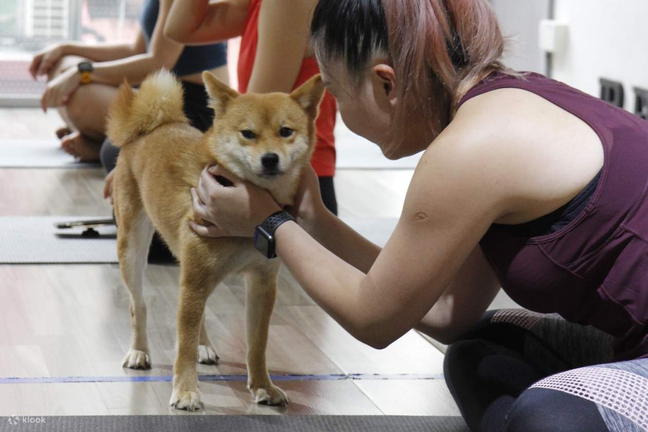 Yoga mit den schönen Hunden von Puppy Yoga - Klook Deutschland