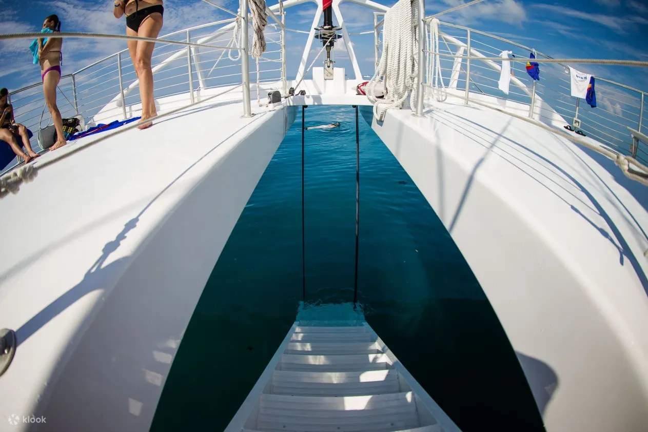 Key West: Delfinbeobachtung, Schnorcheln und Bootsfahrt bei ...