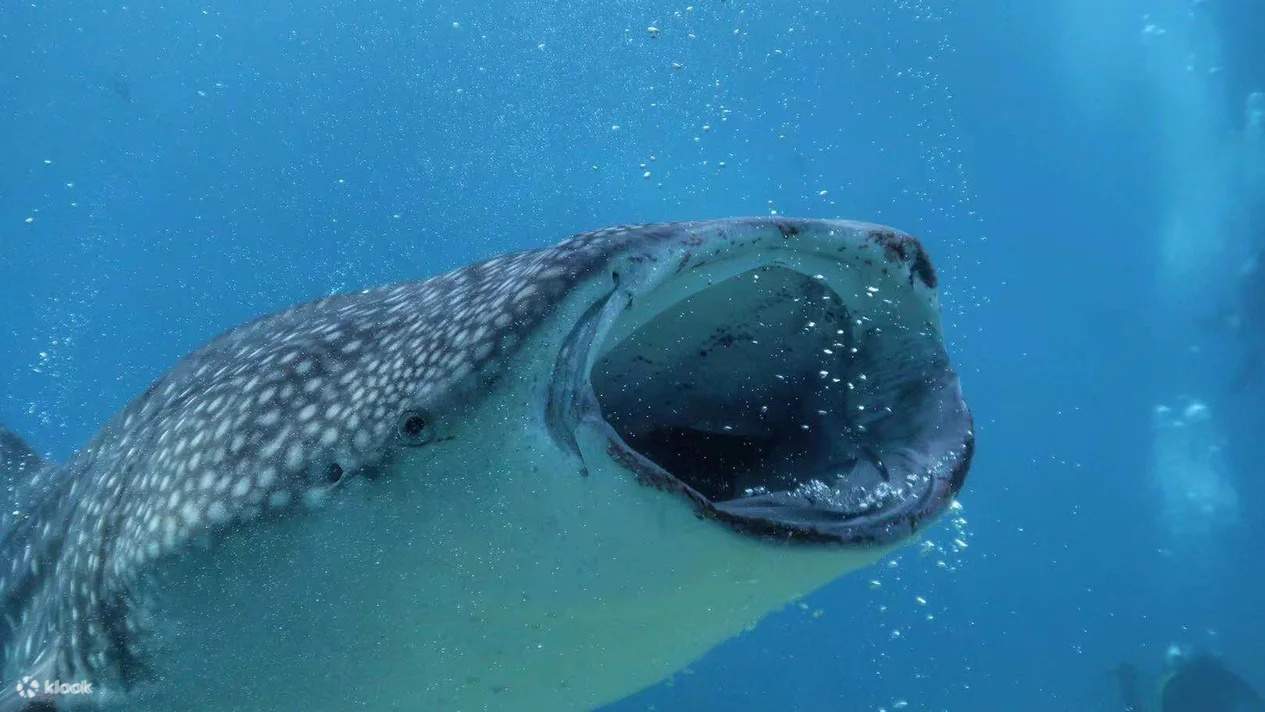 Oslob Whaleshark & Badian Canyoneering Tour in Cebu - Klook