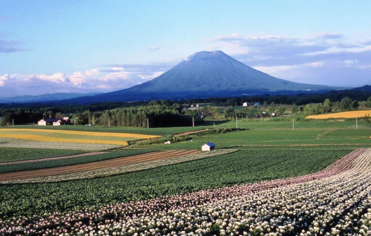 Tur Bersepeda Sehari Melihat Bunga Sakura di Niseko | Eksplorasi ...