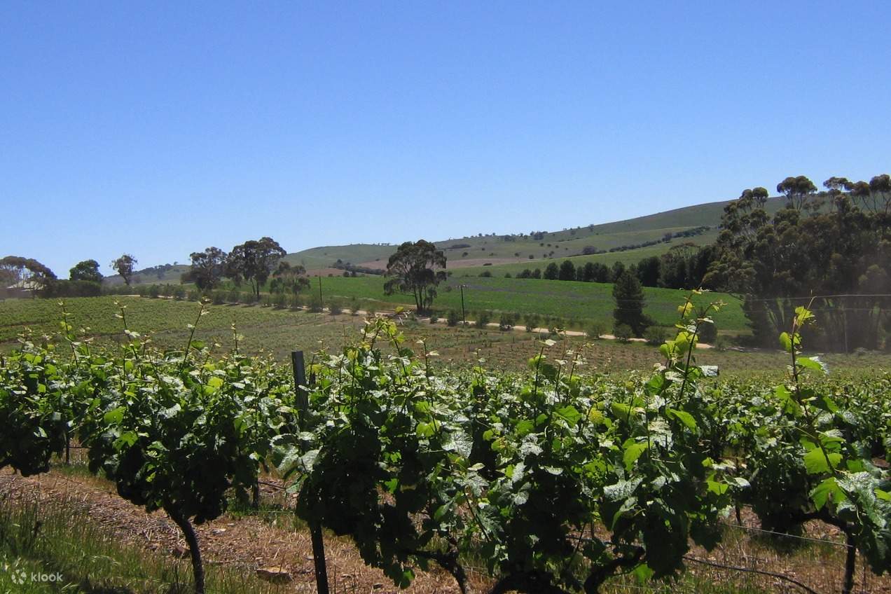 Full Day Clare Valley Wine Tour - Klook United Kingdom