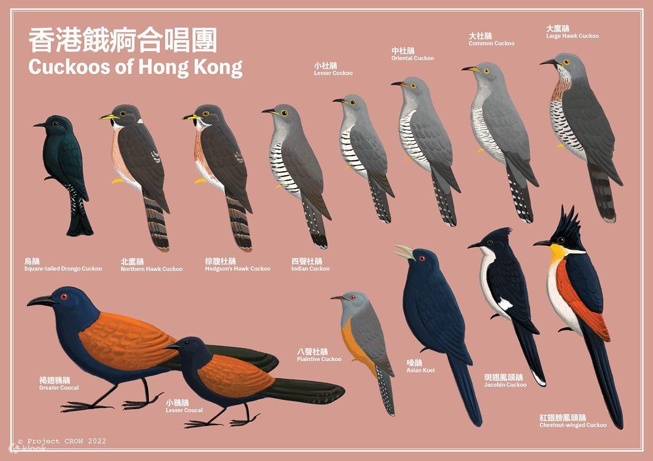 Tai Kwun Art After Hours: Coo-koo! Sai Kung Soundscape Walk with Bird ...