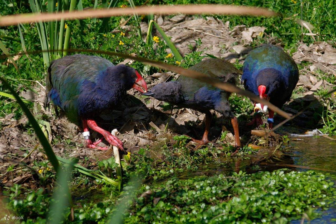 Tautari Wetland Highlights - Klook Philippines