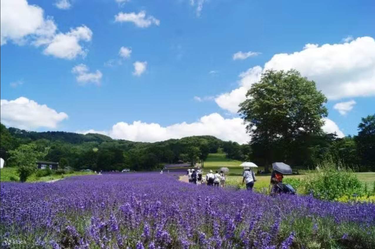 Tambara Lavender Park Admission Ticket Online Reservation - Klook Australia