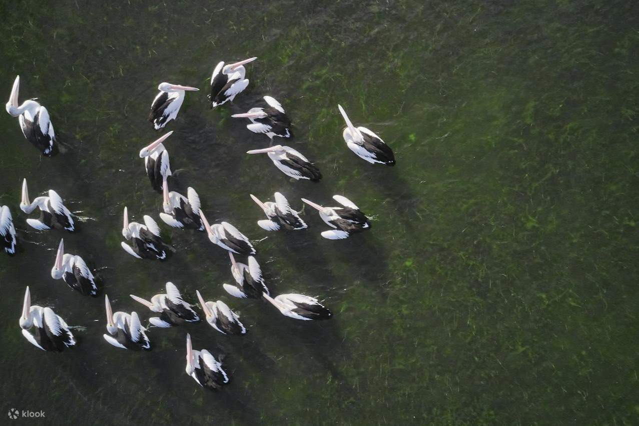 Guided Birdwatching Tour at Banrock Station Winery - Klook