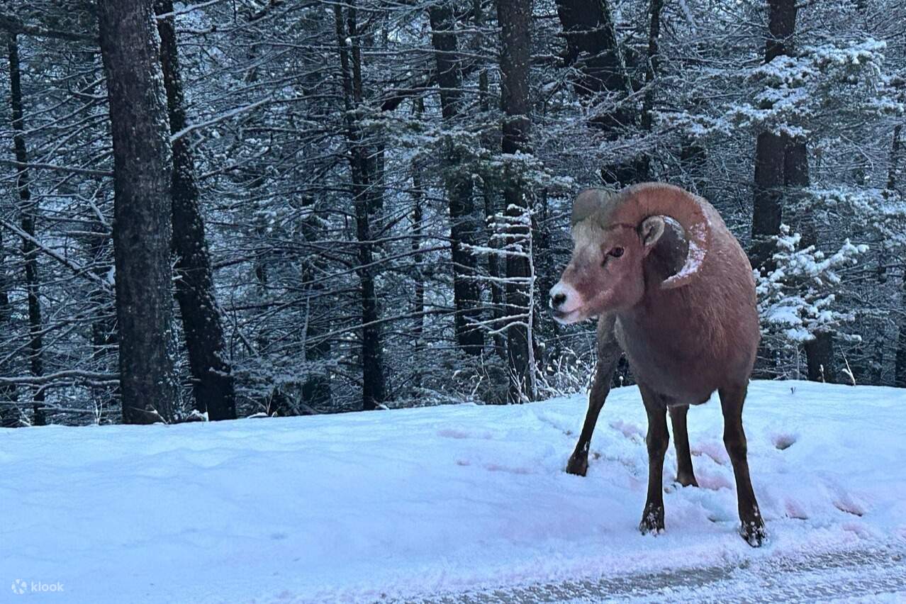 Discover the Beauty of Banff Area: Lake Louise, Moraine Lake, Johnston ...