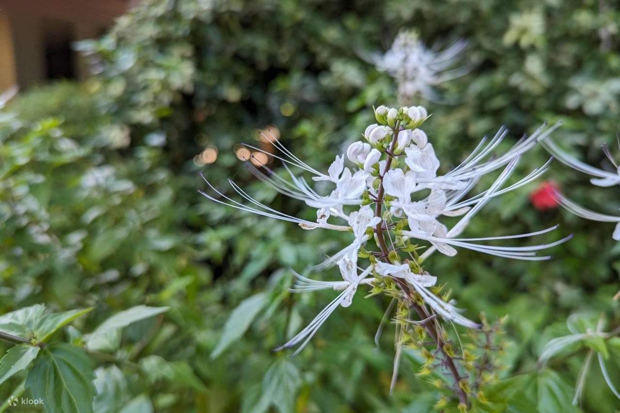 Private 5-Hour Tropical Gardens Tour & Sightseeing - Klook