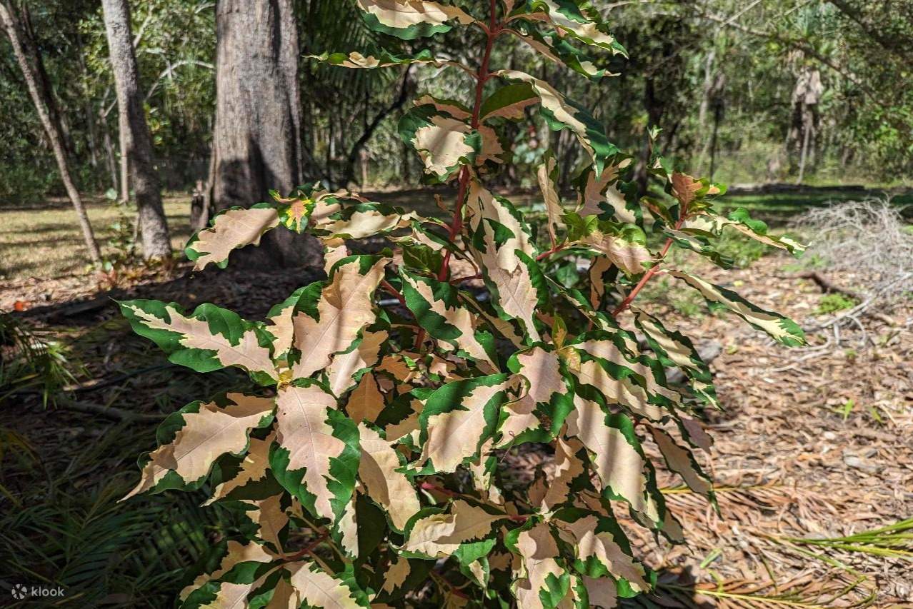 Private 5-Hour Tropical Gardens Tour & Sightseeing - Klook Philippines