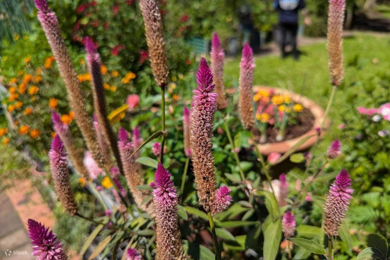 Private 5-Hour Tropical Gardens Tour & Sightseeing - Klook Philippines