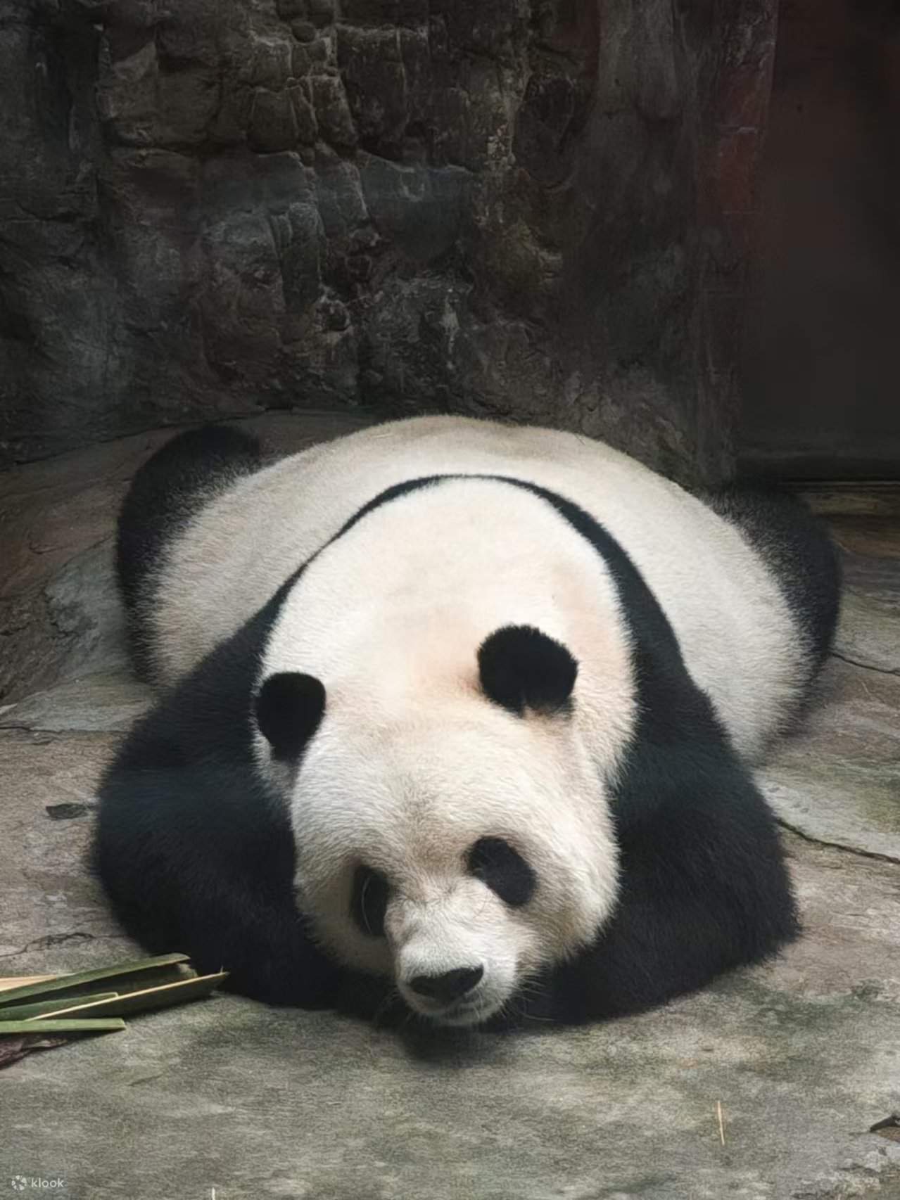 Private Guided Tour:Temple of Heaven, Panda House and Summer Palace ...