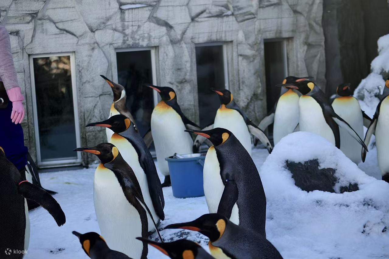 Asahiyama Zoo, Sounkyo Snow Festival, and Otokoyama Sake Brewery Day ...