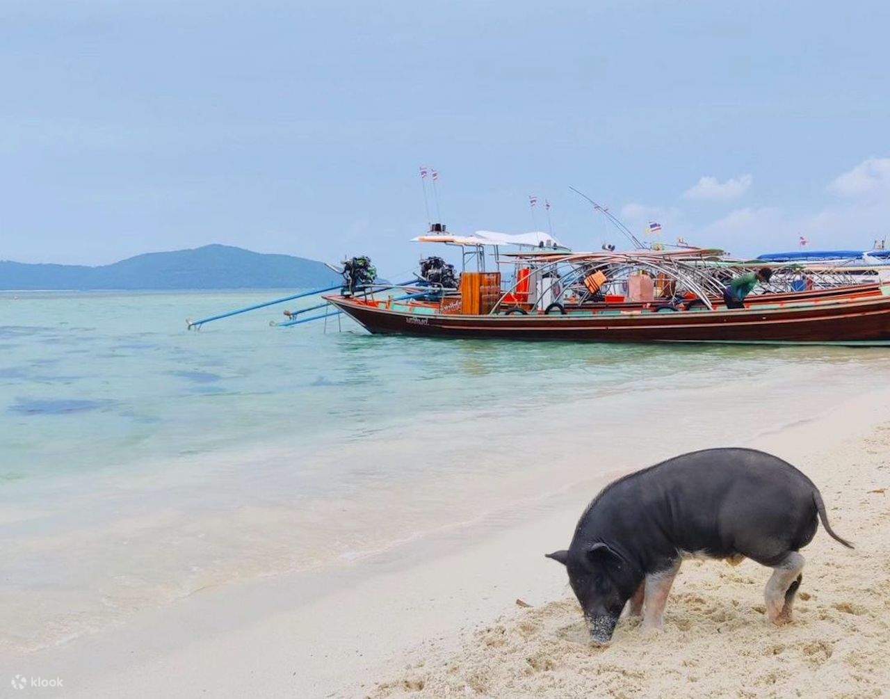 Koh Samui: Private Longtail Tour to Pig Island with Snorkel - Klook ...